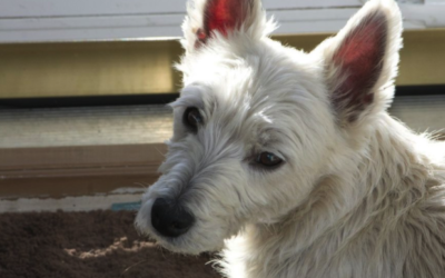 Westie Pomeranian Mix: Weeranian
