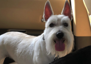 Scottie Westie Mix: Scoland Terrier