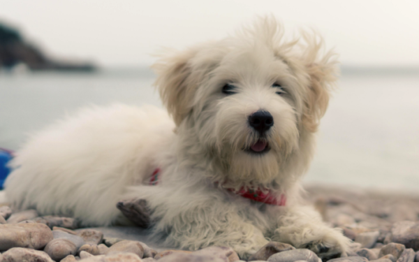 Westie Poodle Mix: Everything You Need To Know